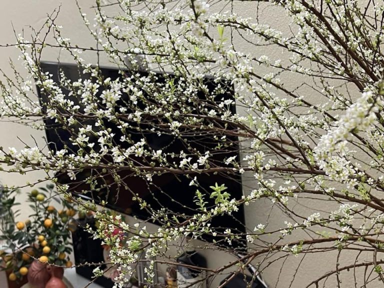 Có nên cắm hoa tuyết mai ngày Tết không? Ý nghĩa của hoa